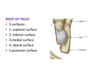 Parts Of Talus Bone