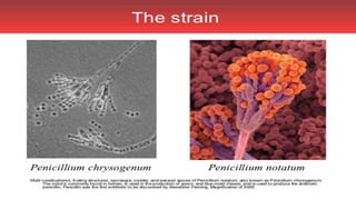 Penicillin | PPT