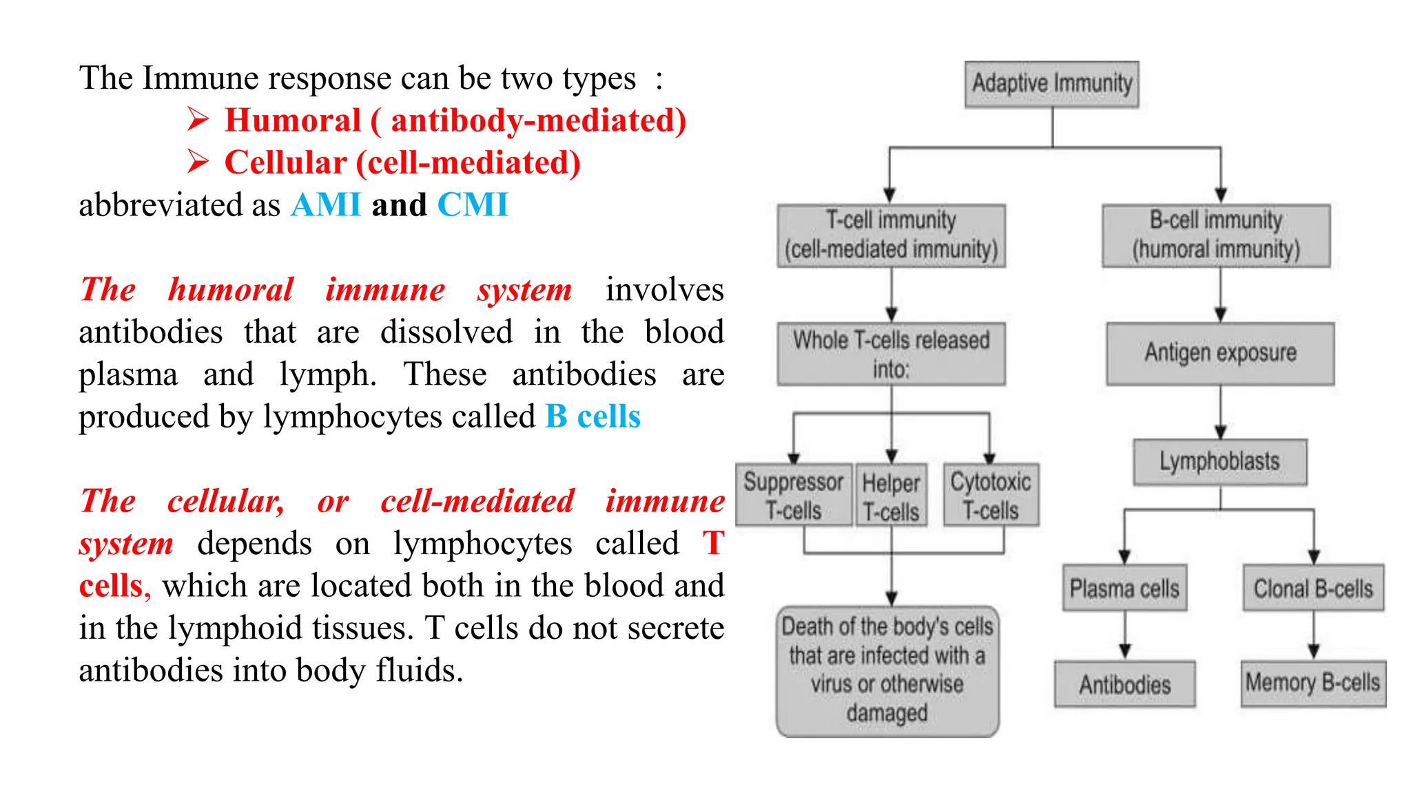 CELL AND HUMORAL immunity 1.pptx