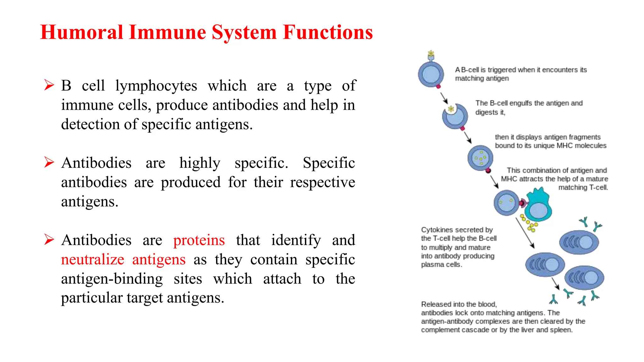 CELL AND HUMORAL immunity 1.pptx