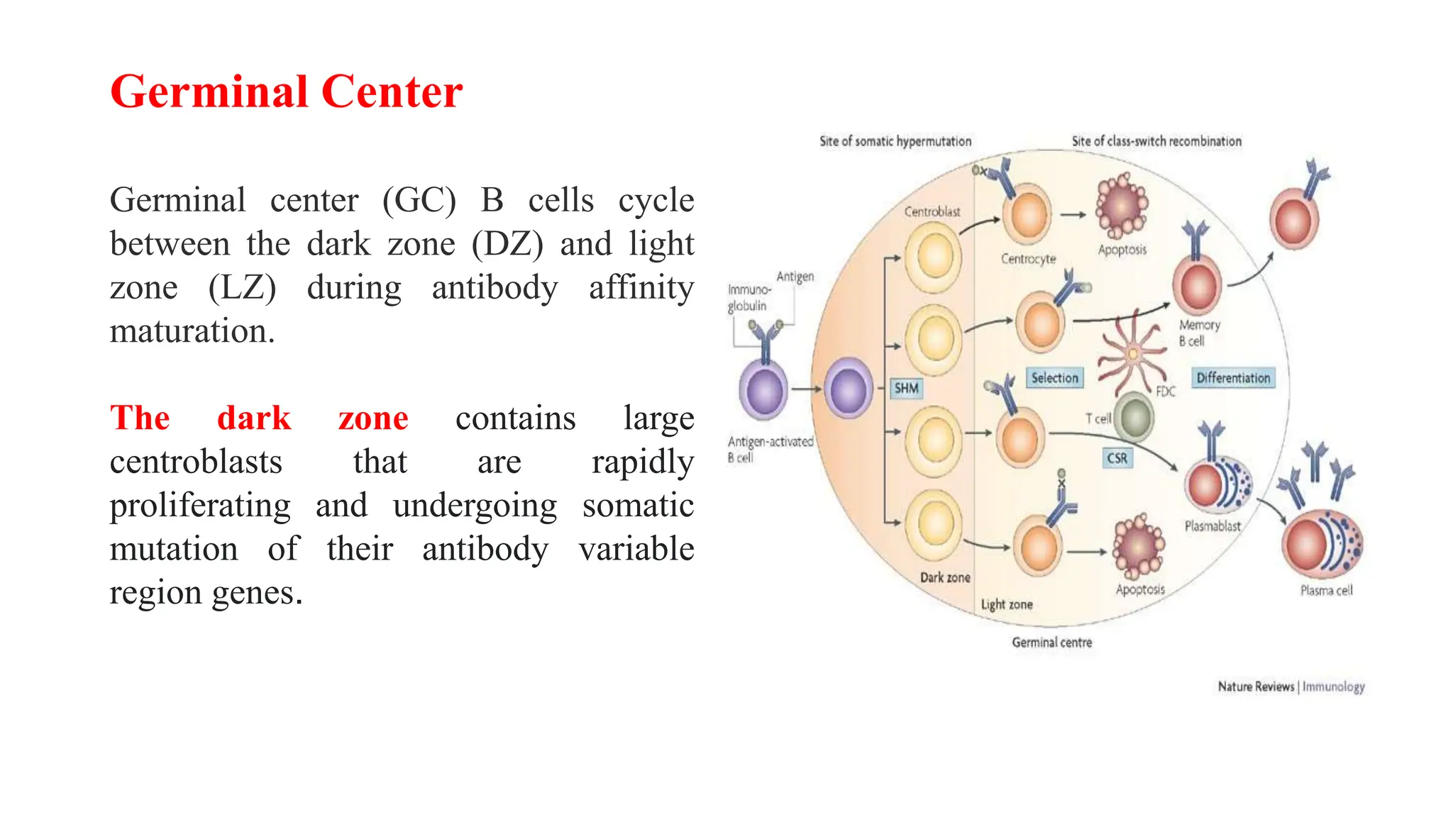 CELL AND HUMORAL immunity 1.pptx