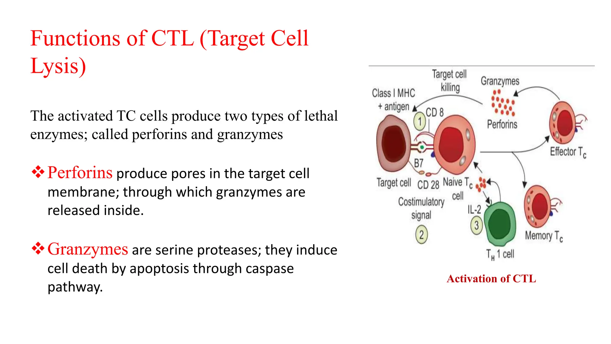 CELL AND HUMORAL immunity 1.pptx