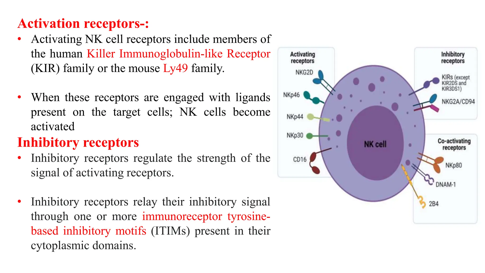 CELL AND HUMORAL immunity 1.pptx