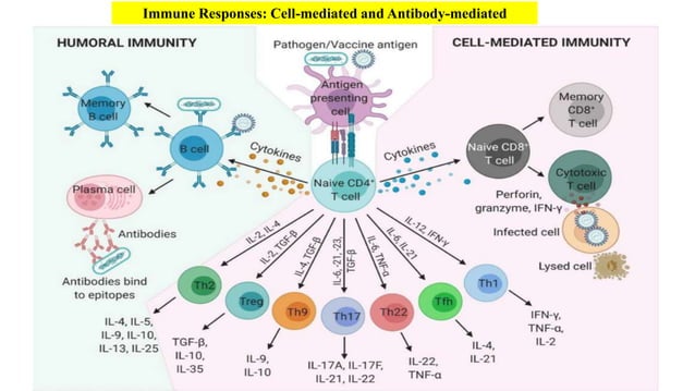 CELL AND HUMORAL immunity 1.pptx | Infectious Diseases | Diseases and ...