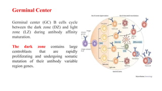CELL AND HUMORAL immunity 1.pptx