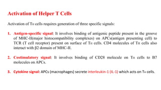 CELL AND HUMORAL immunity 1.pptx | Infectious Diseases | Diseases and ...