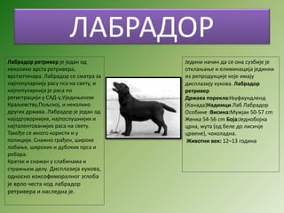 Sisari Svinja Rotvajler Labrador Britanska Kratkodlaka Macka | PPTX