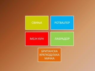 Sisari Svinja Rotvajler Labrador Britanska Kratkodlaka Macka | PPTX