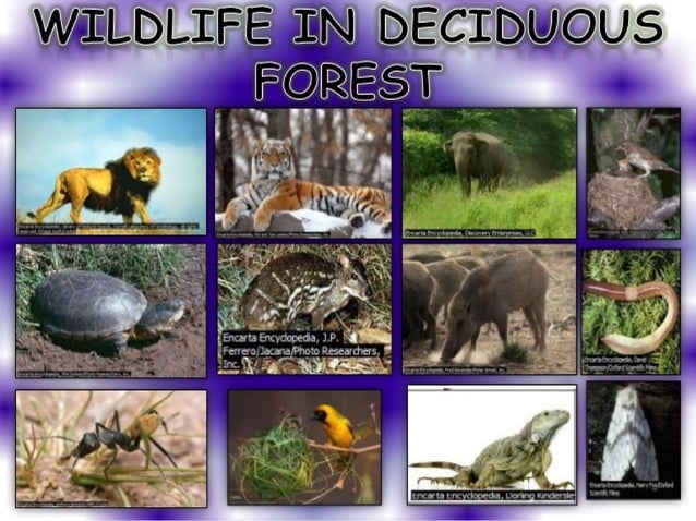 natural vegetation & wildlife | PPT