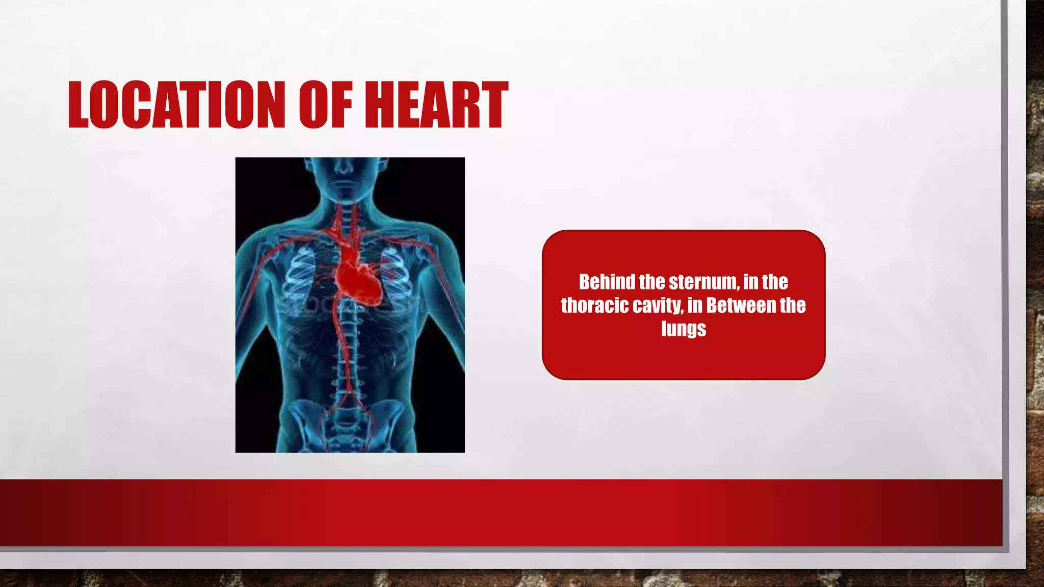 Human Heart | PPT