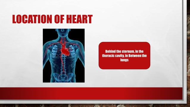 Human Heart | PPT