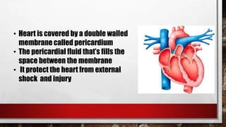 Human Heart | PPTX