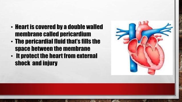 Human Heart | PPT