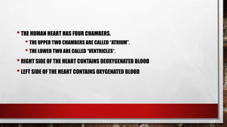 Human Heart | PPTX