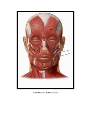 Prática Músculos da Mímica Facial .pdf
