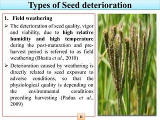 Minimize seed deterioration during it’s storage of orthodox or ...