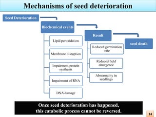 Minimize seed deterioration during it’s storage of orthodox or recalcitrant seed.pptx