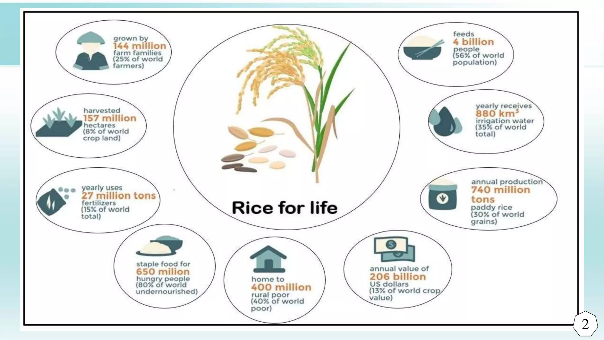 Breeding for salt tolerance in rice: Phenomics and genomics | PPT