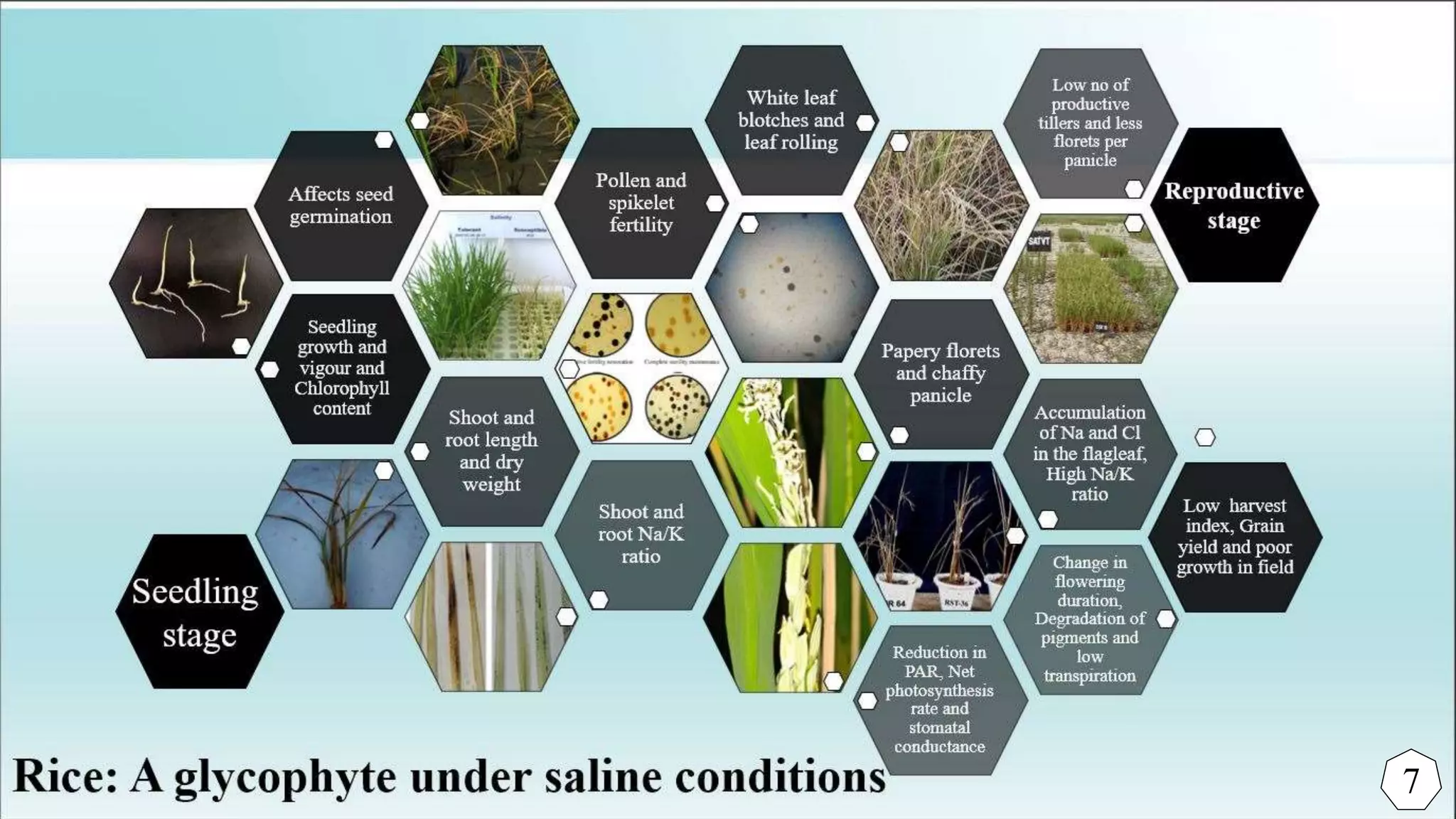 Breeding for salt tolerance in rice: Phenomics and genomics | PPT