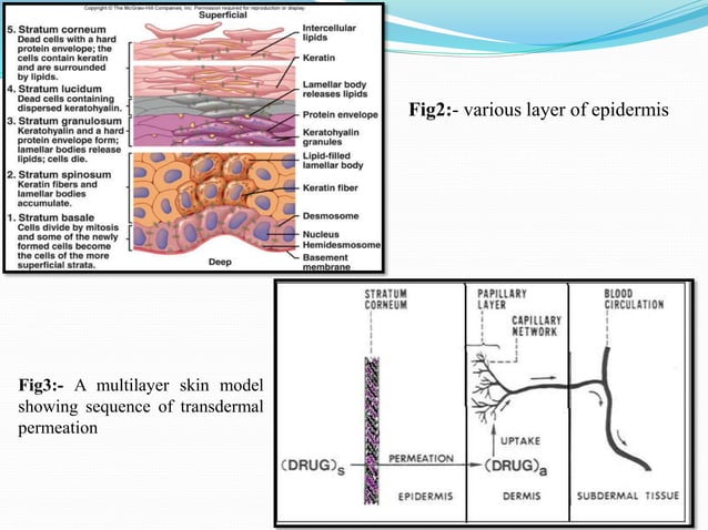 TRANSDERMAL DRUG DELIVERY SYSTEM | PPT