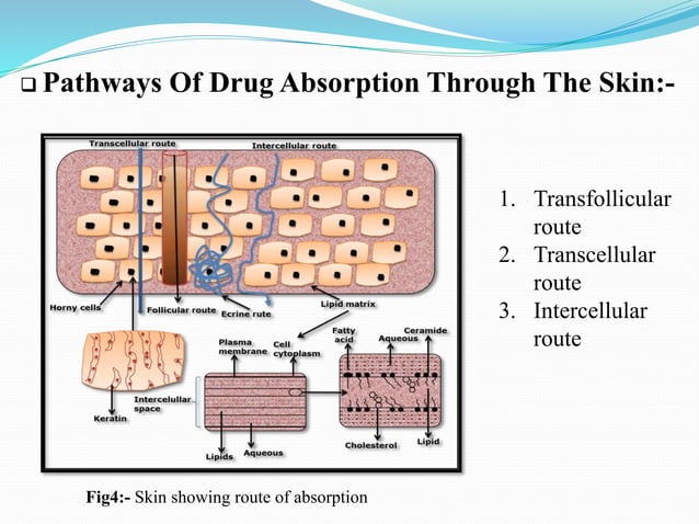 TRANSDERMAL DRUG DELIVERY SYSTEM | PPT