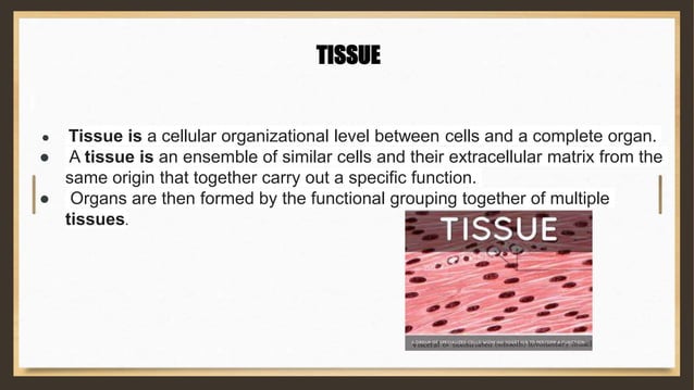 TISSUE CLASSIFICATION | PPTX