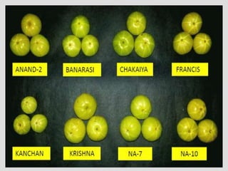 Crop improvement and recent advances in Anola | PPTX