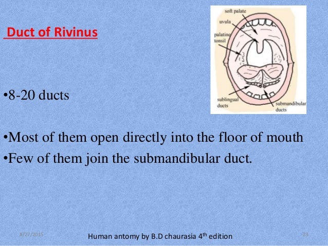 Ducts Of Rivinus