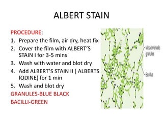PRAVEEN SPECIAL BACTERIAL STAINING JULY 1-1.pptx
