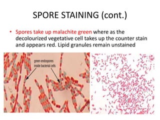 SPECIAL BACTERIAL STAINING | PPTX