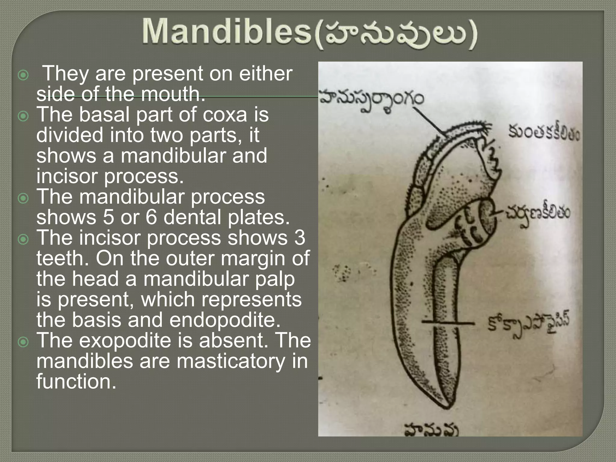 Prawn appendages | PPTX