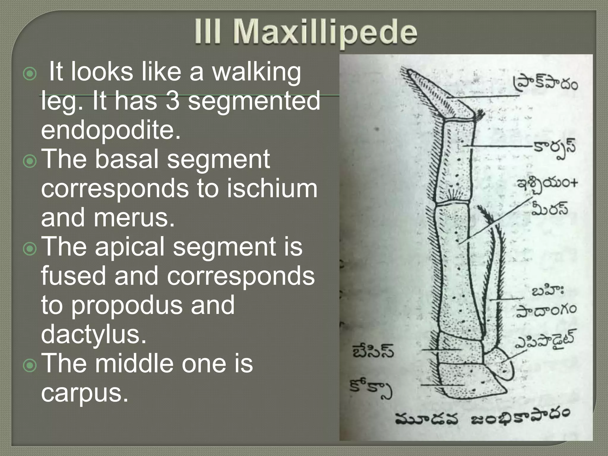 Prawn appendages | PPTX