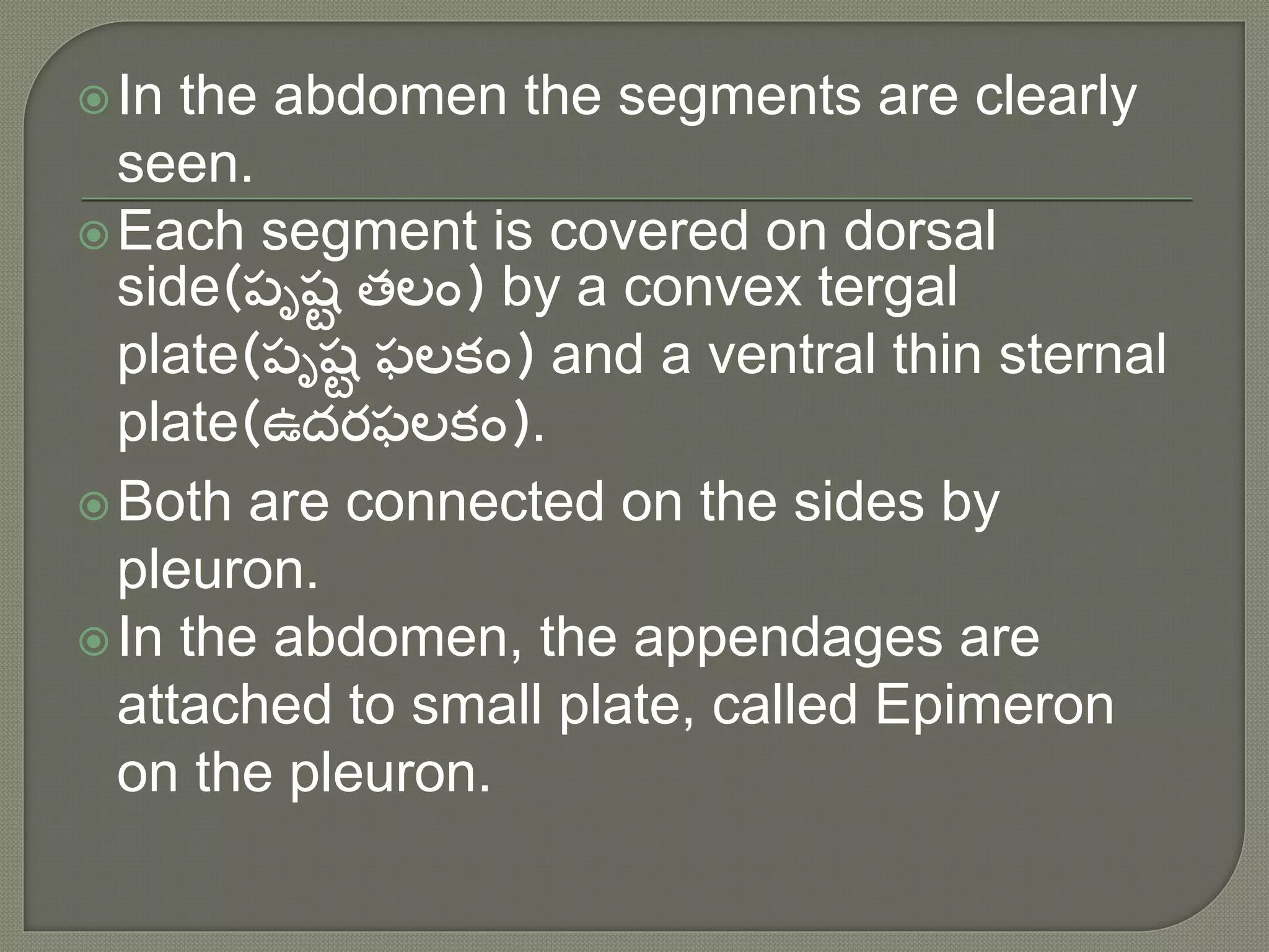 Prawn appendages | PPTX