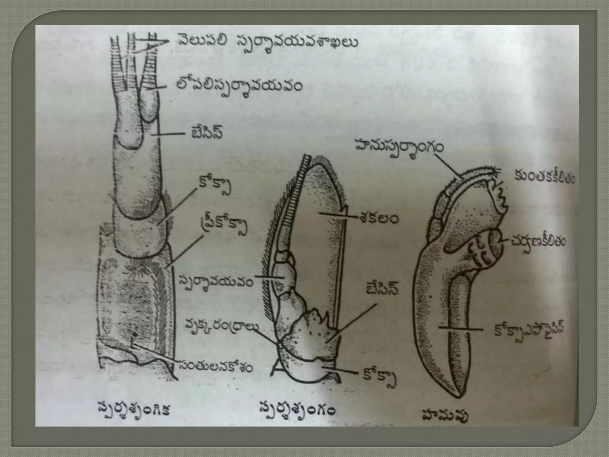 Prawn appendages | PPTX