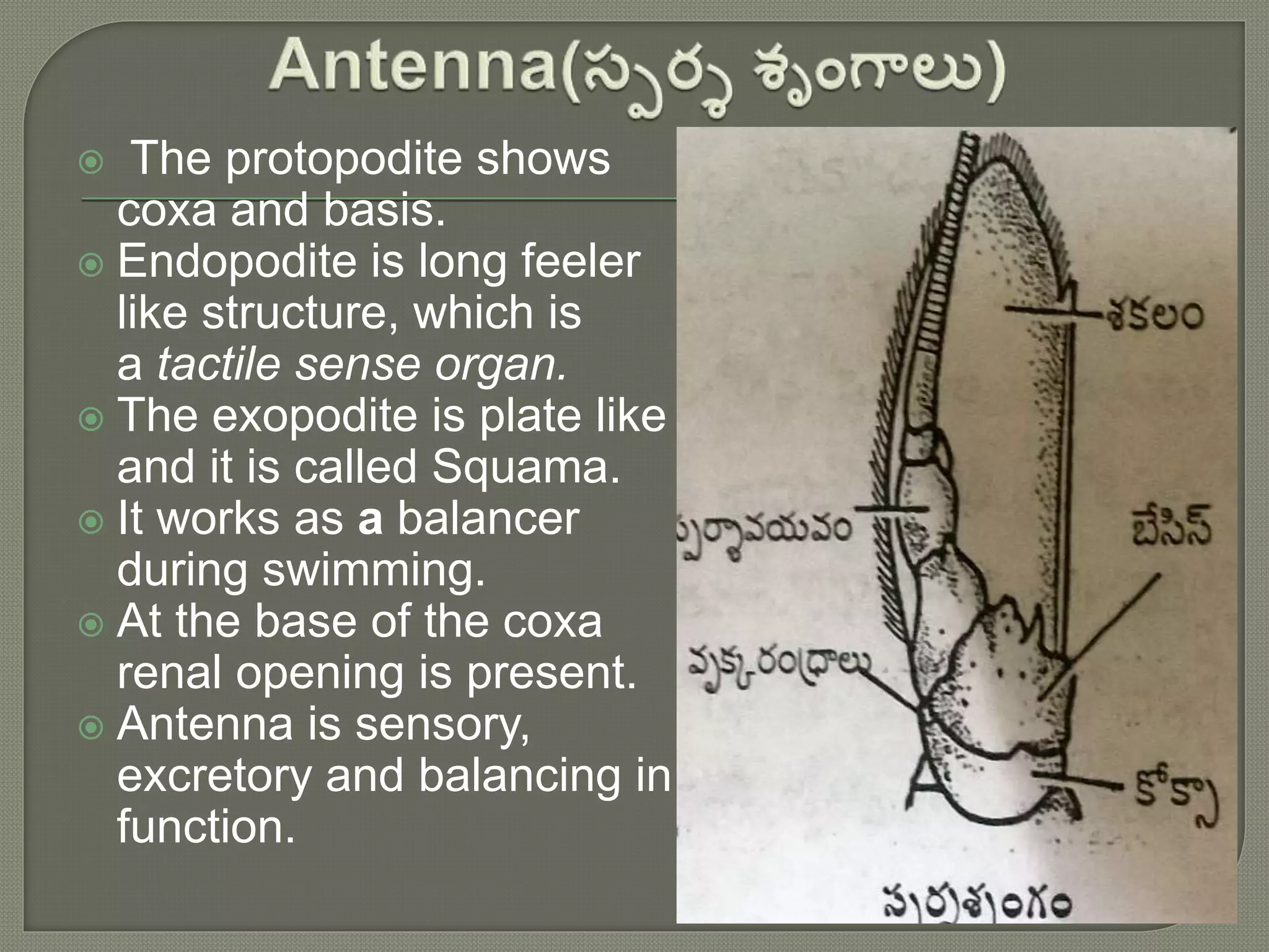 Prawn appendages | PPTX