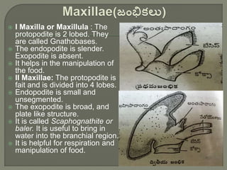 Prawn appendages | PPTX