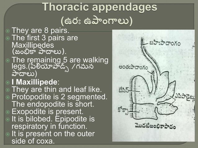 Prawn appendages | PPTX | Dental Health | Diseases and Conditions