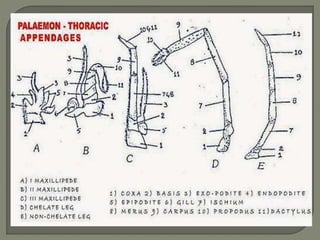 Prawn appendages | PPTX