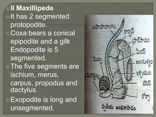 Prawn appendages | PPTX