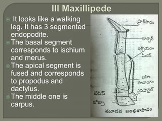 Prawn appendages | PPTX
