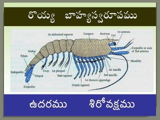 Prawn appendages | PPTX