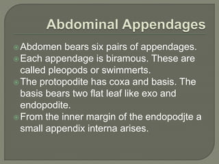 Prawn appendages | PPTX