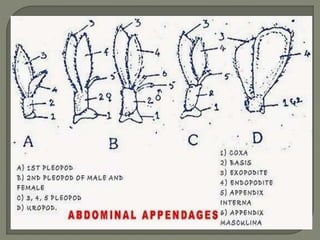 Prawn appendages | PPTX