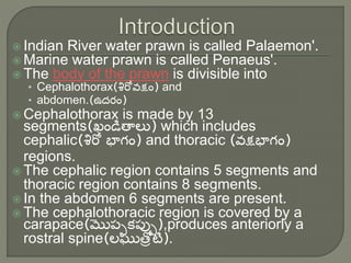 Prawn appendages | PPTX