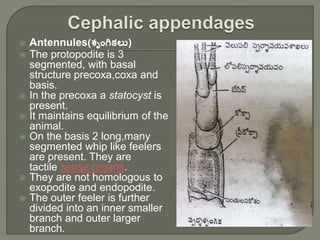 Prawn appendages | PPTX