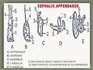 Prawn appendages | PPTX
