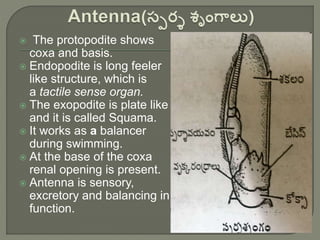 Prawn appendages | PPTX