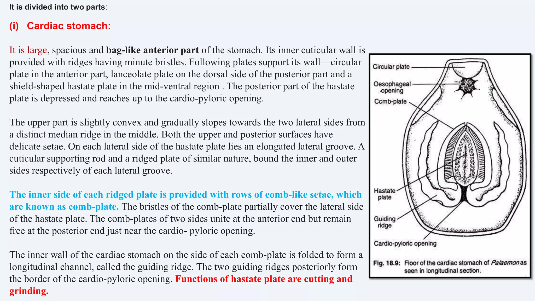 Prawn digestive system,parts of Alimentary canal,structure of hastate ...
