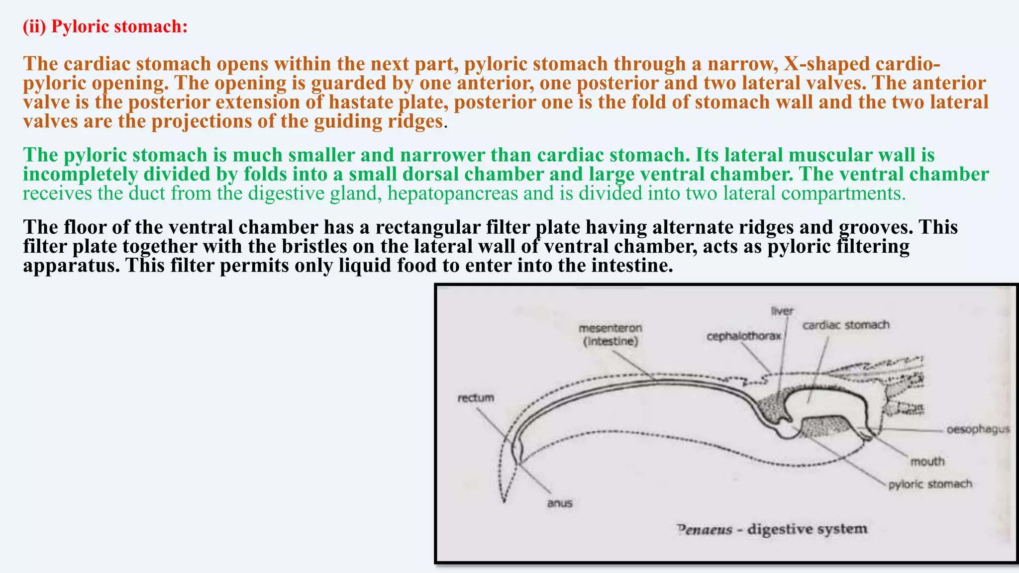 Prawn digestive system,parts of Alimentary canal,structure of hastate ...