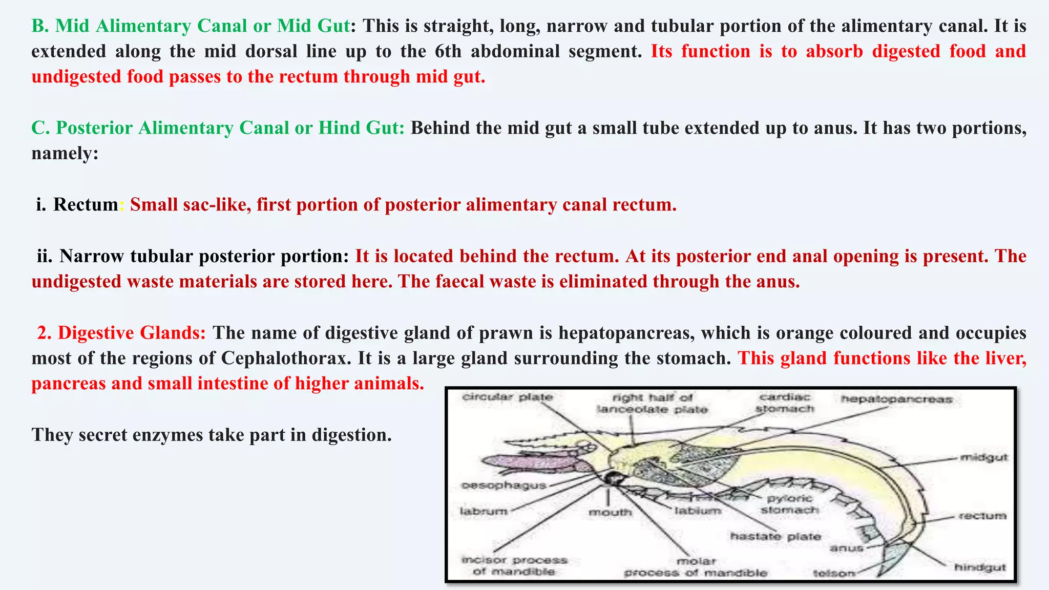 Prawn digestive system,parts of Alimentary canal,structure of hastate ...